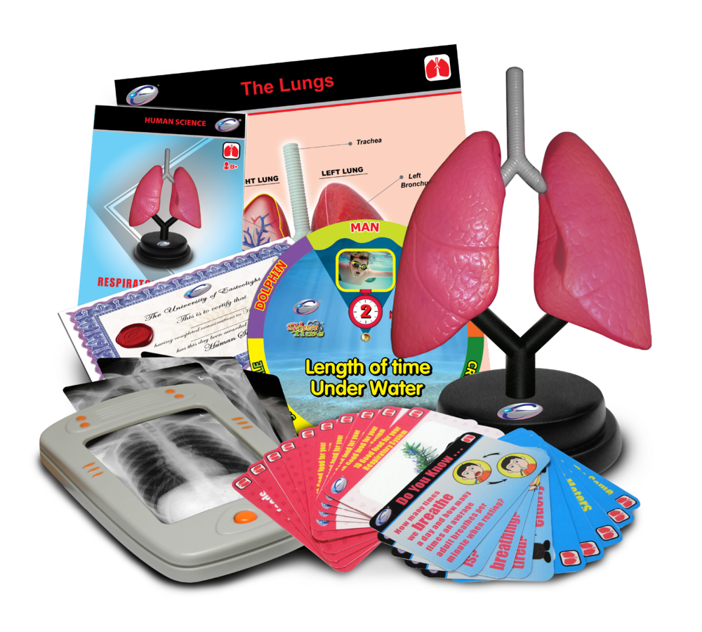 Stem Respiratory Human Lung Model Deluxe Set Shop Today Get It Tomorrow