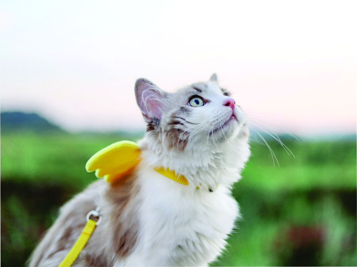 Laptop Skin Protector - Cat - Vinyl Sticker | Shop Today. Get it ...