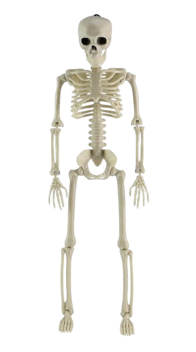 Toy Halloween Movable Life Size Human Skeleton - 170cm | Shop Today ...