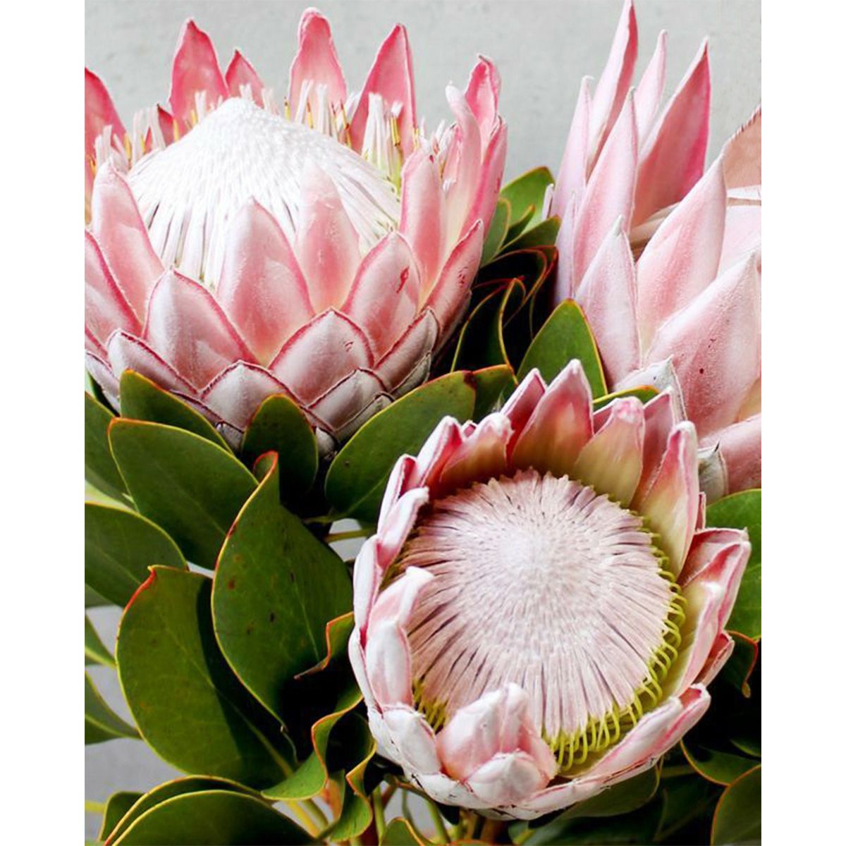 Artikon Paint By Numbers DIY - 40cmx50cm Framed Canvas - Protea Queen ... Artikon Paint By Numbers DIY - 40cmx50cm Framed Canvas - Protea Queen ...