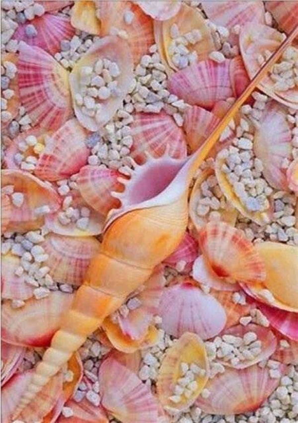 Diamond Painting DIY Kit_ 30cm x 40cm – Seashell Illustration EP75 ...