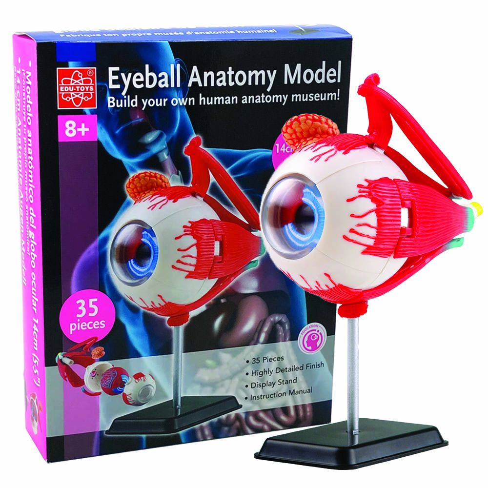Edu-Science Science & Technology Anatomy Model - Eyeball | Shop Today ...