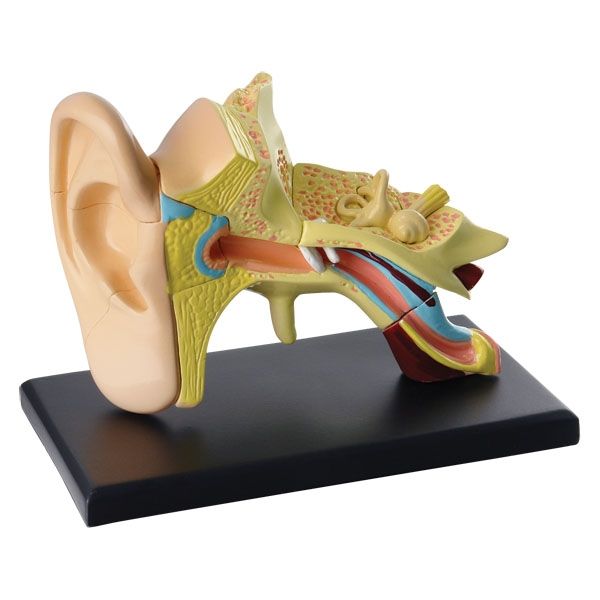 Edu-Science Science & Technology Anatomy Model - Ear | Shop Today. Get ...